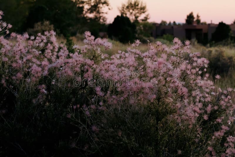 Beautiful Apache plume stock image. Image of beautiful - 137043777
