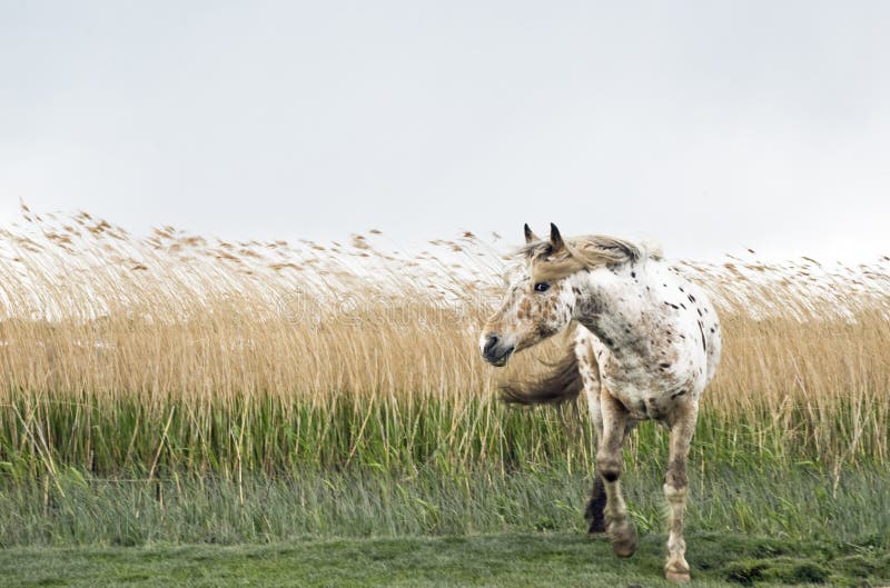 A Beautiful Appaloosa Horse Stock Photo - Image of male, pony: 14479230