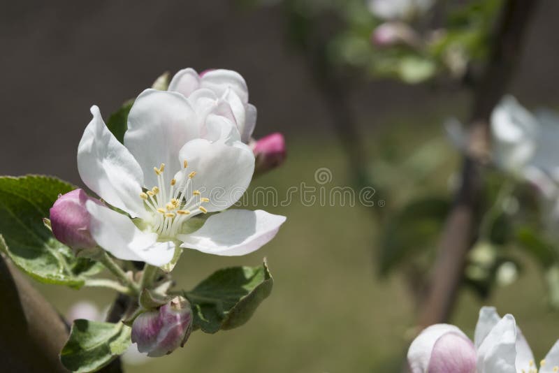 Beautiful Apple Blossoms in Spring Stock Photo - Image of garden ...