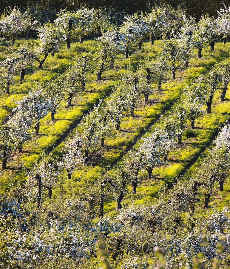 Beautiful apple orchard stock photo. Image of healthy - 26379518
