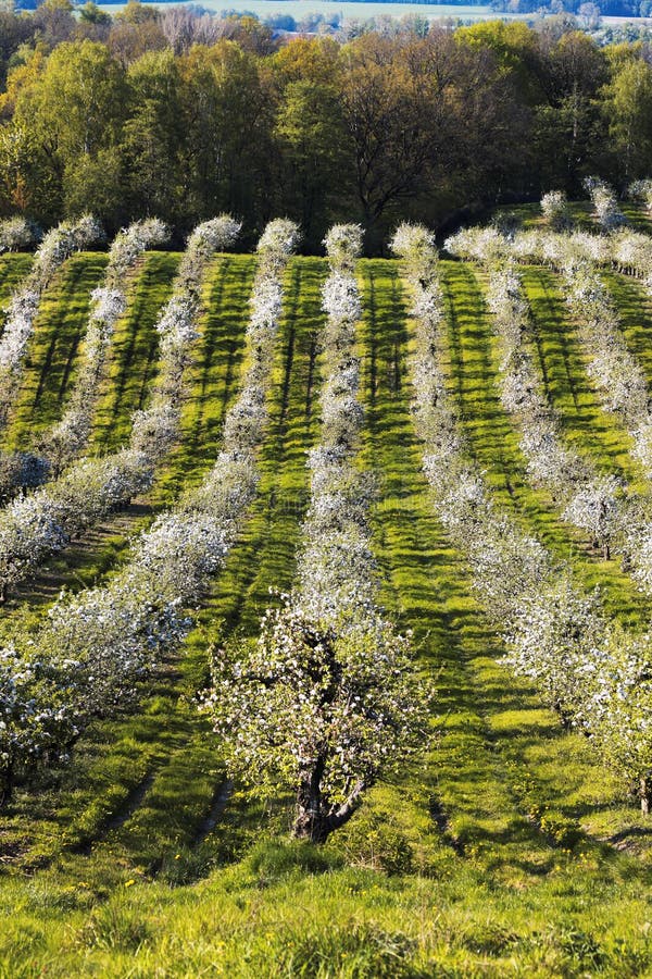 Apple Orchard stock image. Image of farming, crop, orchard - 22078887