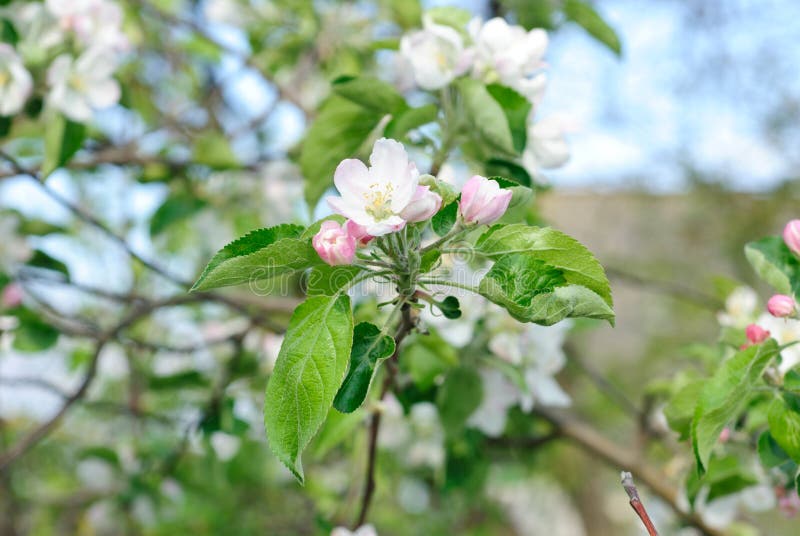 Beautiful Apple Spring Blossom Tree Stock Image - Image of botany ...