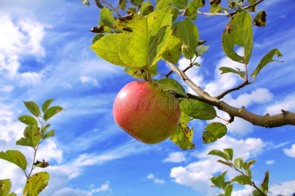Beautiful apple on tree stock photo. Image of gardening - 17673462