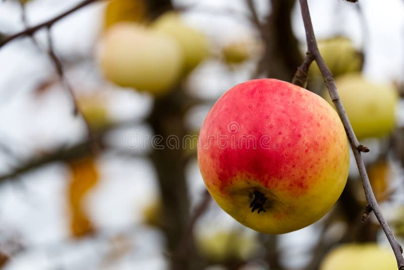 Beautiful Apple on Apple Tree, Autumn Harvest Time. Close Up Stock ...