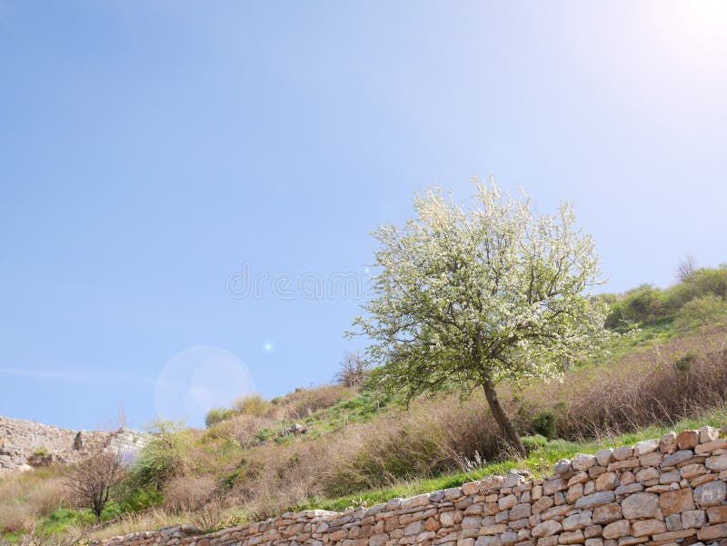 Beautiful Apple Tree in Bloom, Ephesus, Turkey Stock Photo - Image of ...