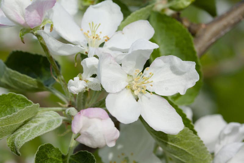 Beautiful Apple Tree Blossom in Nature. Stock Photo - Image of delicate ...