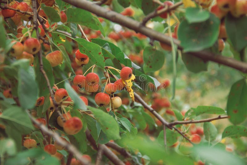 Beautiful Apple Tree Branches with Fruits in Summer Stock Image - Image ...