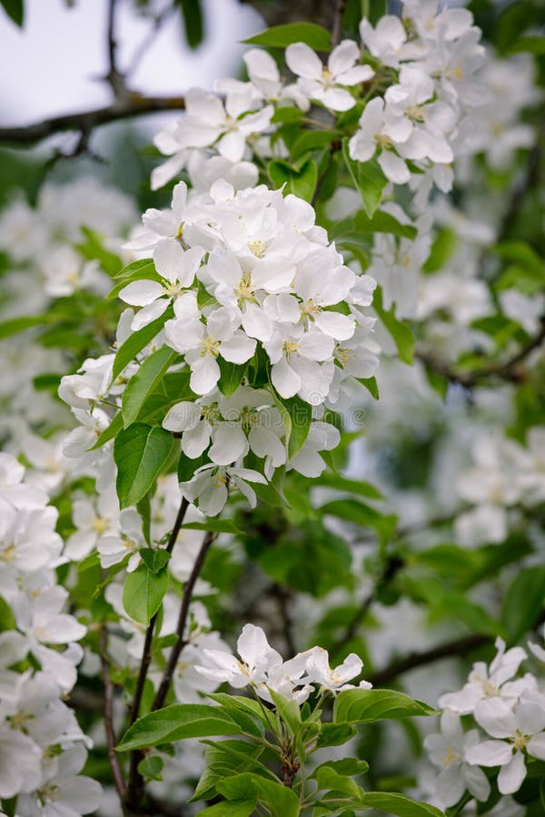 Beautiful Apple Tree Flowering in City Park Stock Photo - Image of ...