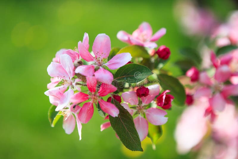 Beautiful Apple Tree Flowers Stock Photo - Image of bright, closeup ...