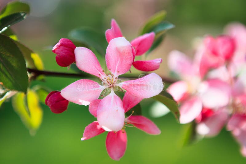 Beautiful Apple Tree Flowers Stock Image - Image of close, outdoors ...
