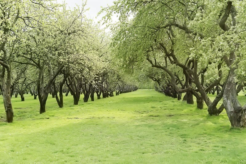 Beautiful Apple Tree Garden Stock Photo - Image of beautiful, grass ...