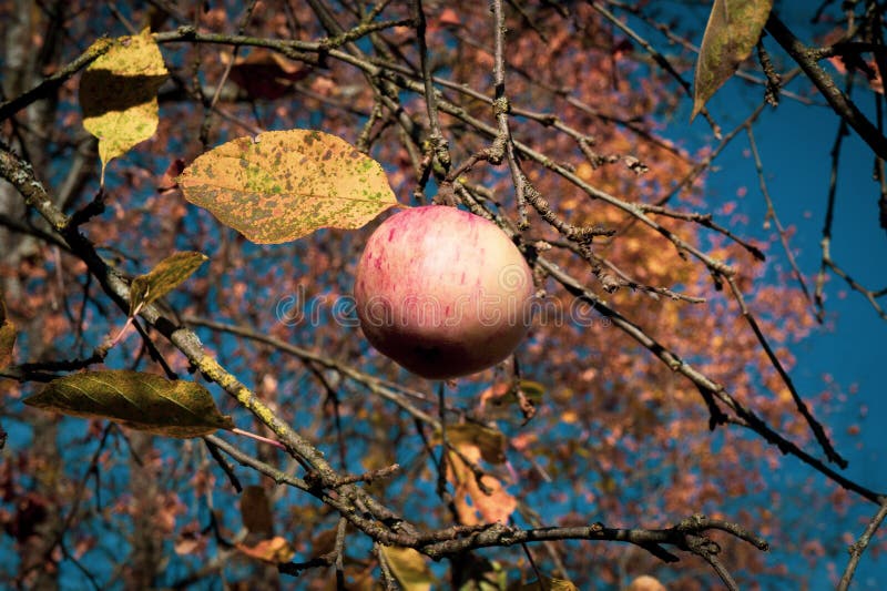 Beautiful apple on a tree stock image. Image of bark - 129382995