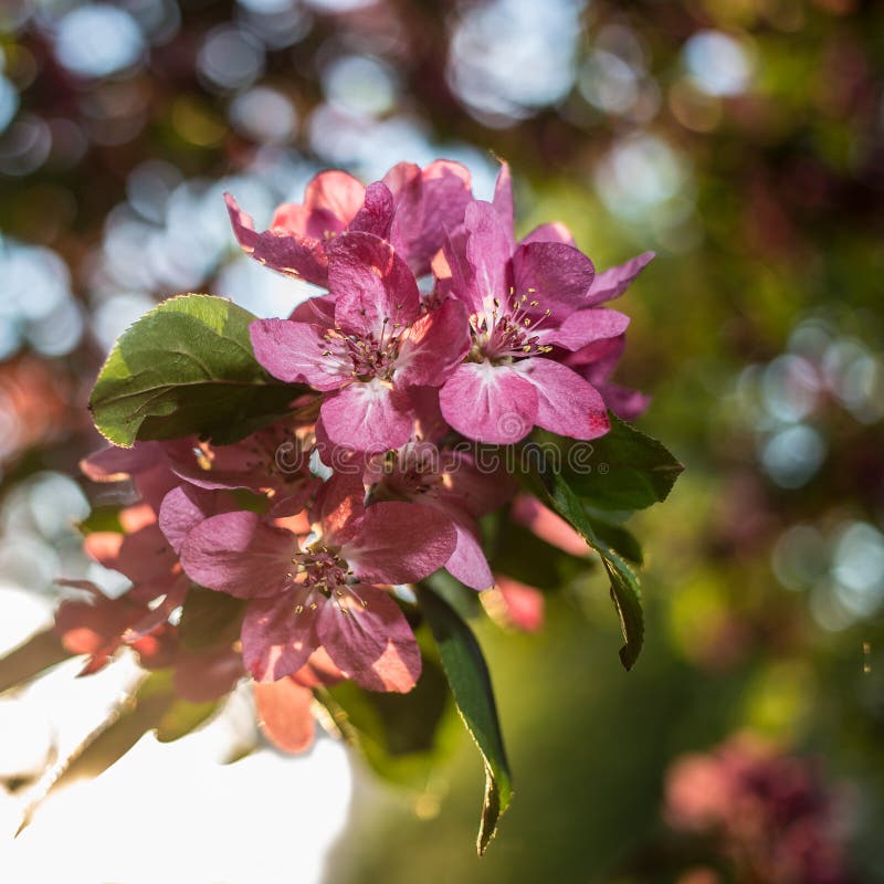 Beautiful of Apple Trees Flowers in the Sunset Warm Spring Evening ...