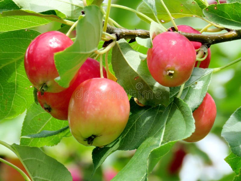 Beautiful Apples August 2016 Stock Photo - Image of farm, outdoors ...