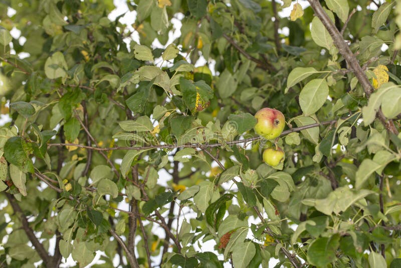 Green Apples Grow on the Tree in the Full Sun Stock Image - Image of ...
