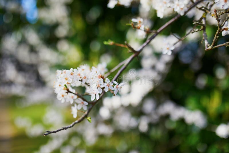 Beautiful Apprle Tree in Full Bloom on a Spring Day Stock Image - Image ...