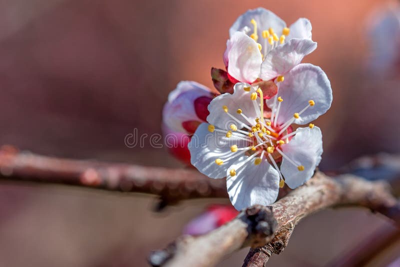 Beautiful apricot flower stock image. Image of march - 85036213