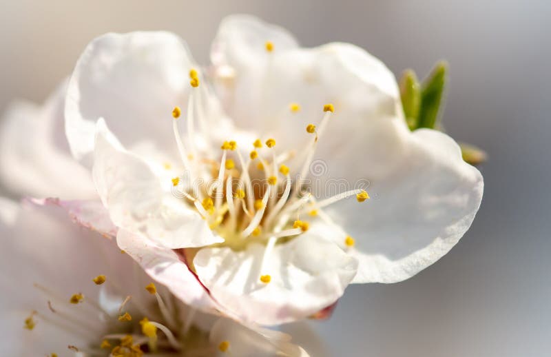 Beautiful Apricot Flowers in Nature Stock Image - Image of pink ...