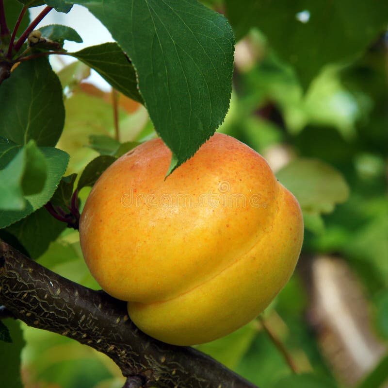 Beautiful Apricot Fruit on the Tree Stock Photo - Image of sunny, leaf ...