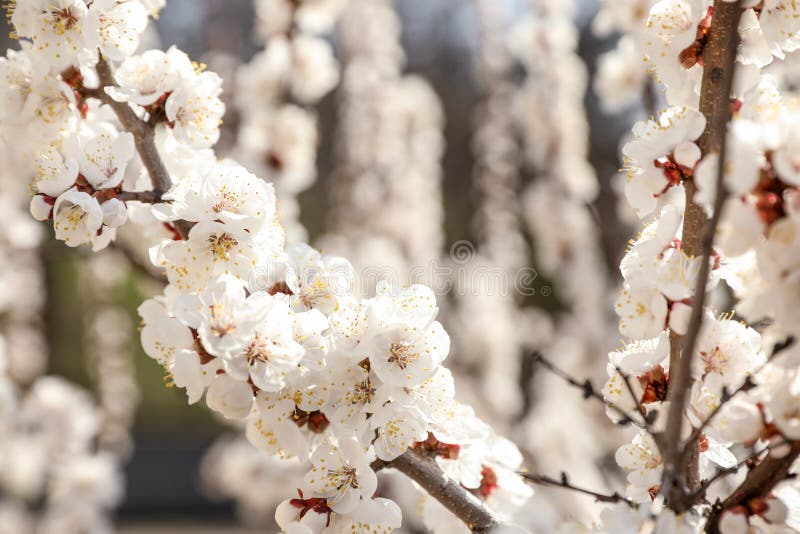 Beautiful Apricot Tree Branches with Tiny Tender Flowers Outdoors ...
