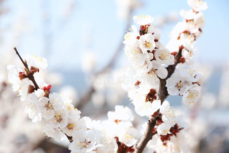 Beautiful Apricot Tree Branches with Tiny Tender Flowers. Awesome ...