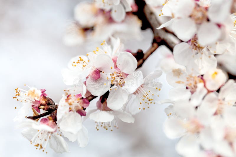 Beautiful Apricot White Flowers Stock Photo - Image of colorful ...