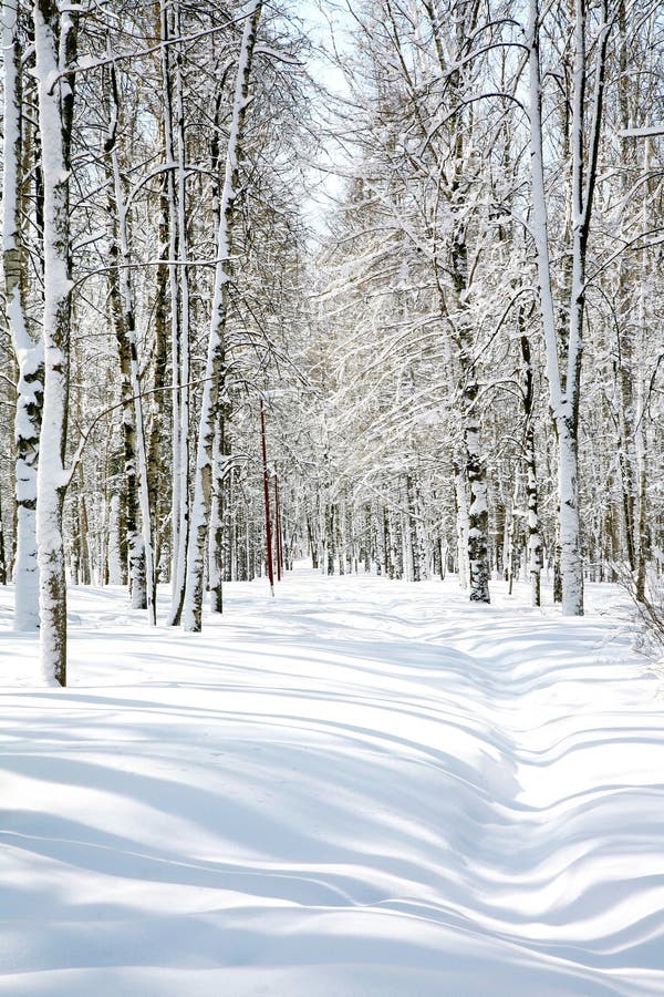 Beautiful April Birch Grove Stock Image - Image of pathway, europe ...