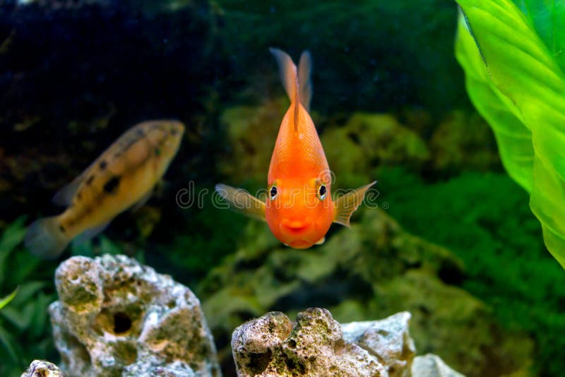 Beautiful Aquarium Decorative Orange Parrot Fish Stock Photo - Image of ...