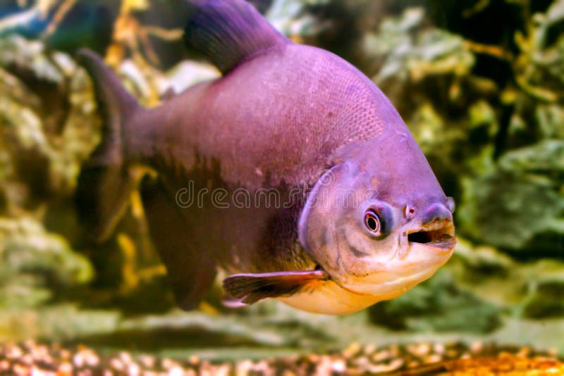 A Beautiful Aquarium Fish Black Pacu Stock Photo - Image of america ...