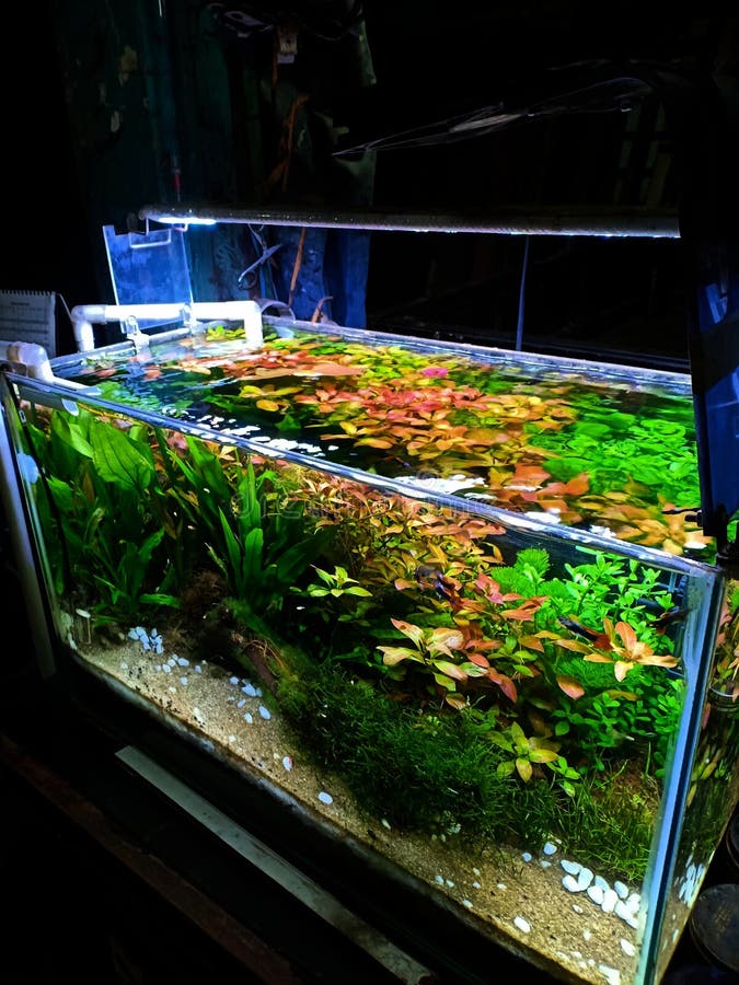Beautiful Aquarium in the Living Room Stock Photo - Image of flower ...