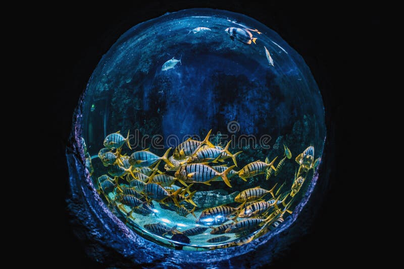 Aquarium of Spherical Shape with Exotic Fishes Stock Image - Image of ...