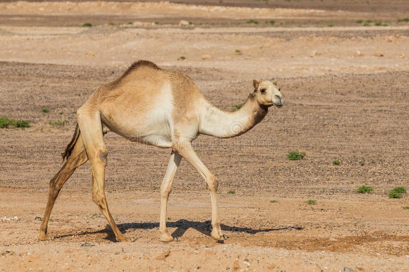 Beautiful Arabian Camel in Arabian Desert Stock Image - Image of oman ...