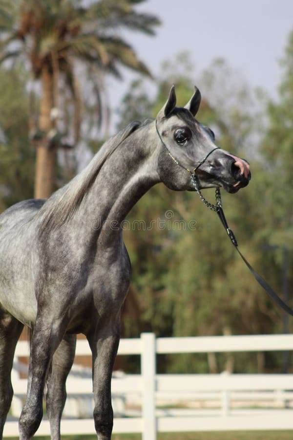 Beautiful Arabian Horse on the Farm Stock Photo - Image of breed, farm ...
