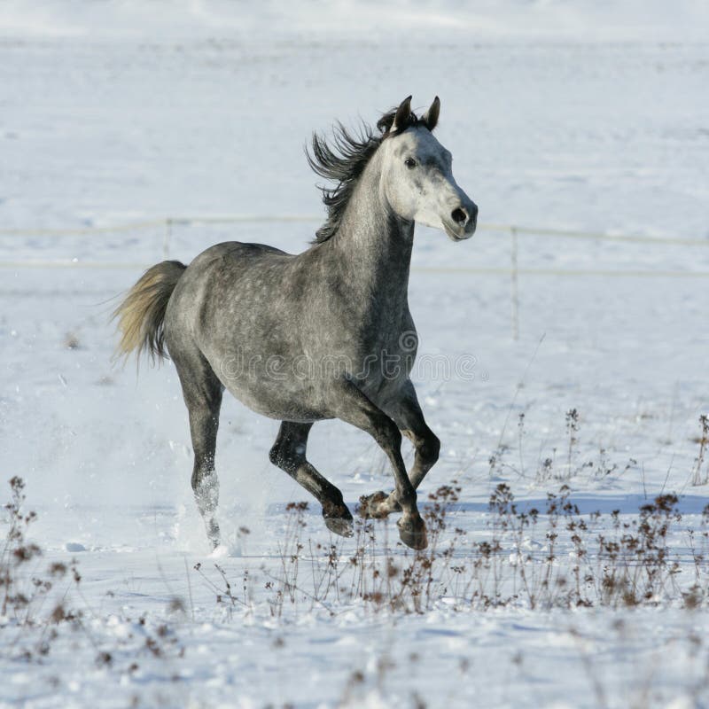 Beautiful Arabian Horse Running in Winter Stock Image - Image of ...