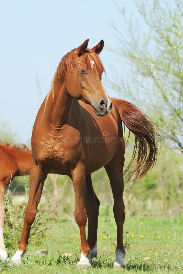 Beautiful Red Arabian Horse Running Gallop Stock Photo - Image of ...