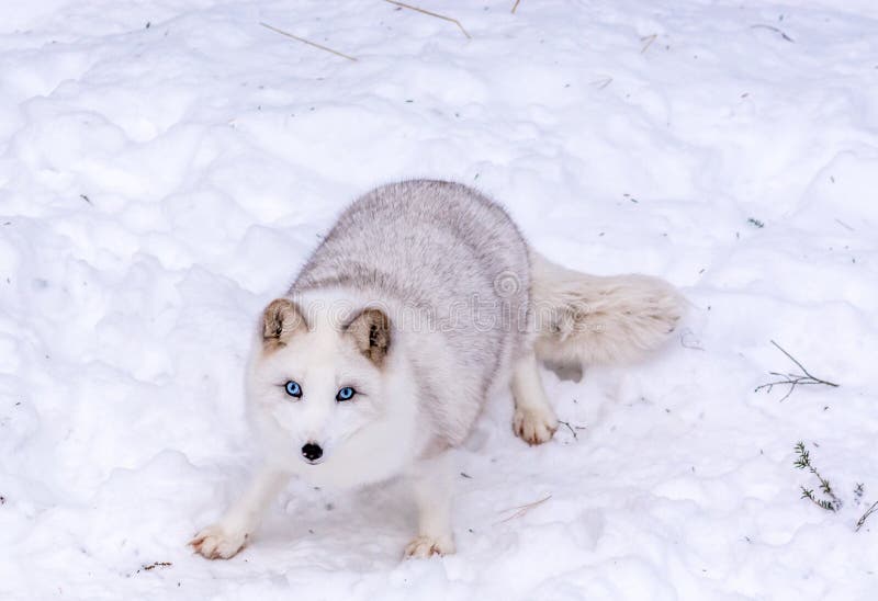 Beautiful Arctic Fox with the Most Beautiful Blue Eyes of the World ...