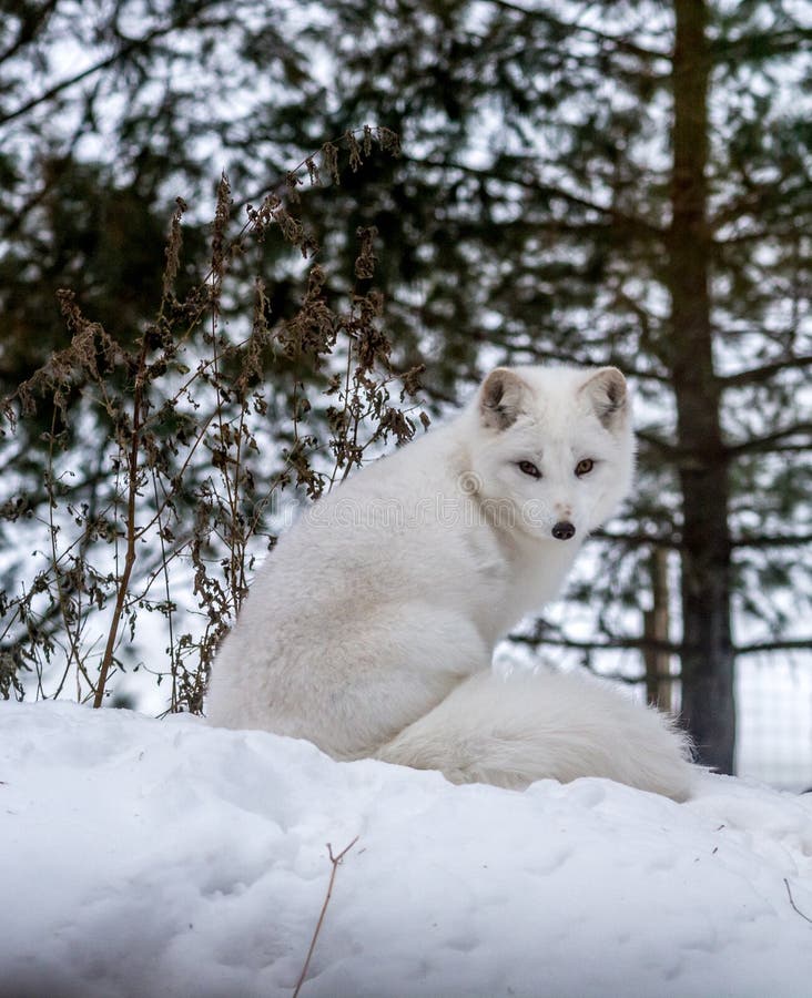 Beautiful Arctic Fox with Piercing Brown Eyes Stock Image - Image of ...