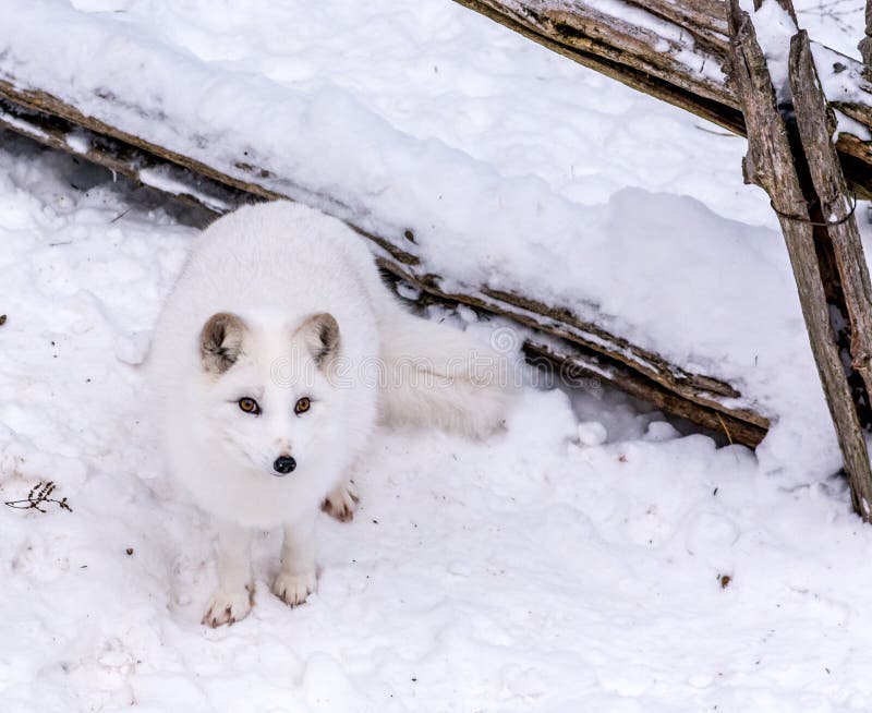 Beautiful Arctic Fox with the Most Beautiful Blue Eyes of the World ...
