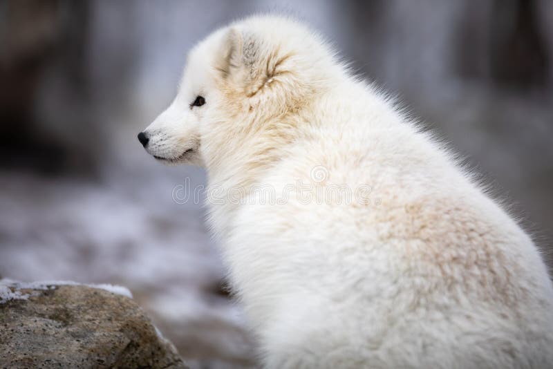 Beautiful Arctic Fox in White Winter Coat Sitting Stock Image - Image ...