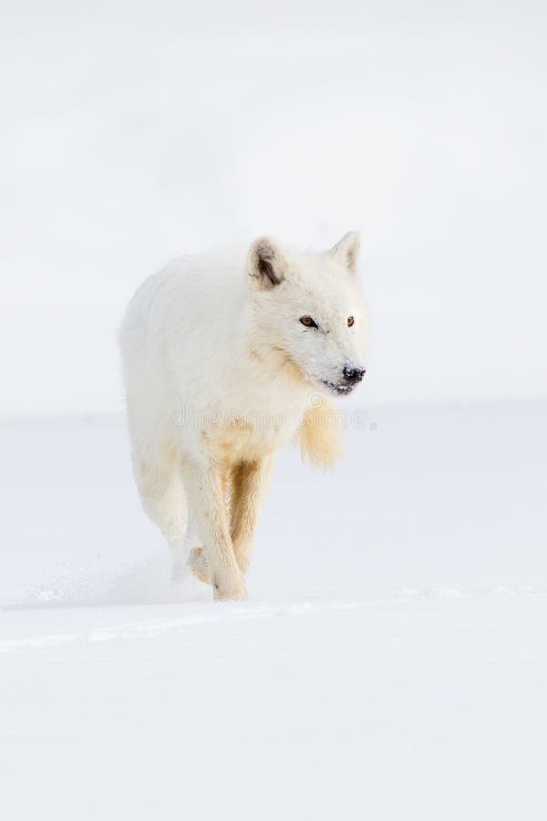 Beautiful Arctic Wolf Portrait Stock Photo - Image of fierce, natural ...