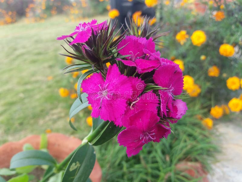 Beautiful Area and Flower Garden Stock Image - Image of garden, flower ...