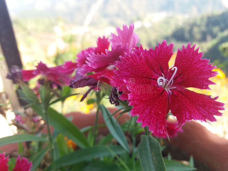 Beautiful Area and Flower Garden Stock Photo - Image of amazing, flower ...