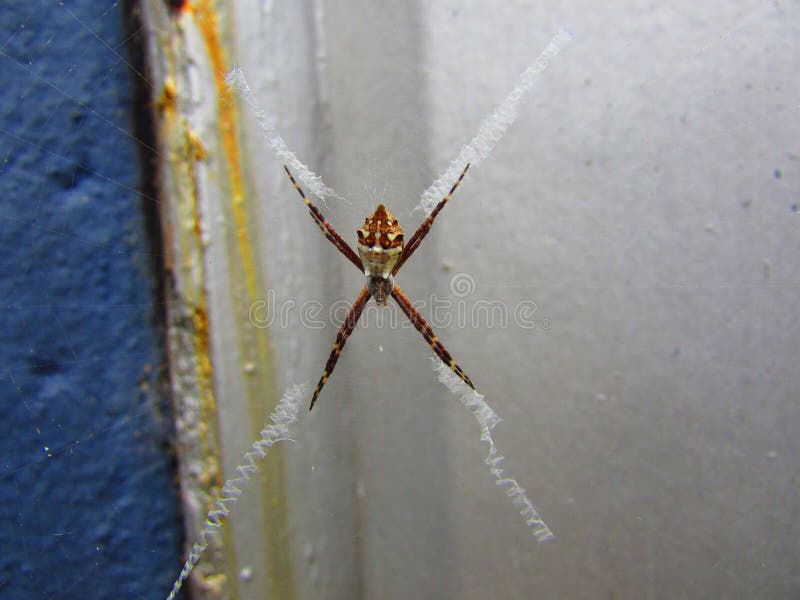 A beautiful argiope spider stock photo. Image of outdoor - 342542608