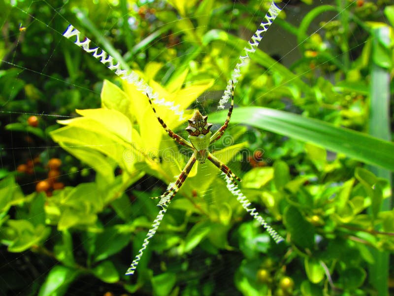 A Beautiful Argiope Spider on Its X-shaped Web Stock Photo - Image of ...