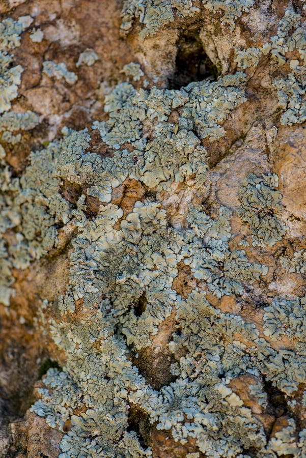 Beautiful Arizona Tree Trunk Stock Photo - Image of infection, canyons ...