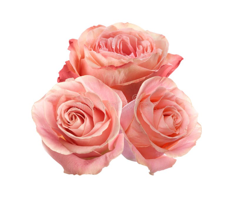 Beautiful Aromatic Pink Roses on White Background Stock Image - Image ...