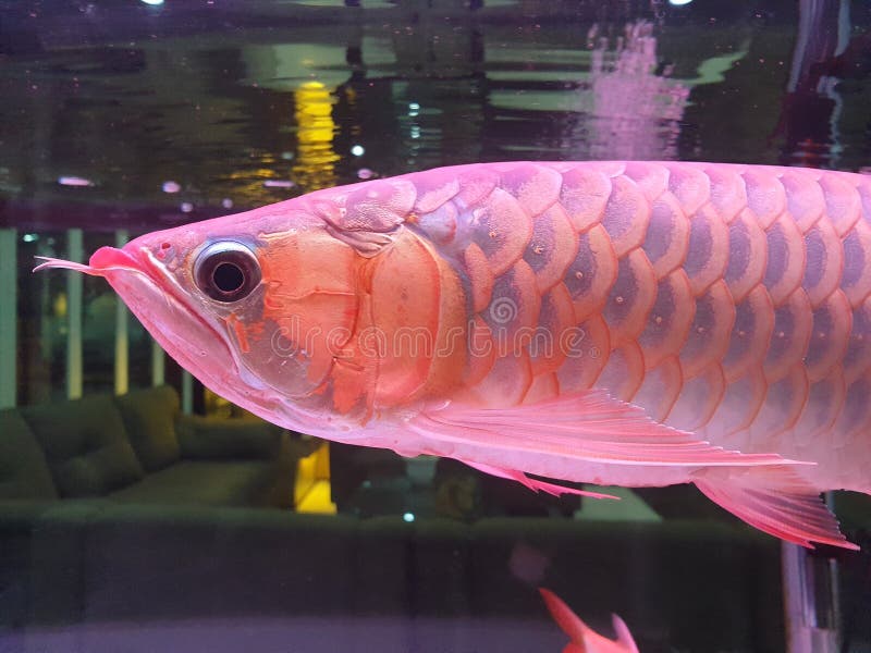 Beautiful arowana fish stock image. Image of underwater - 245481685