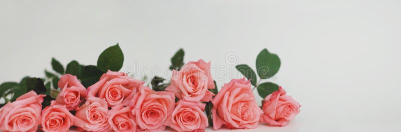 Beautiful Roses Arranged in Line Isolated on White. Banner. Stock Image ...