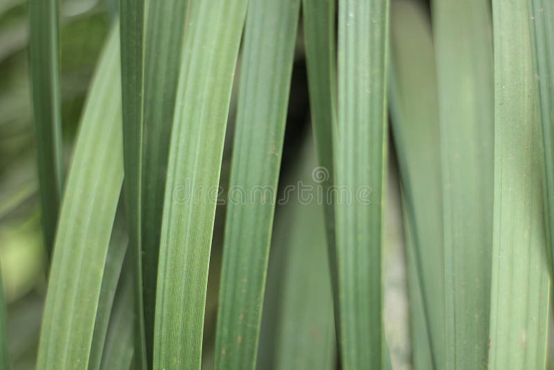 Beautiful Arranged Long Leaves Stock Image - Image of pattern, long ...