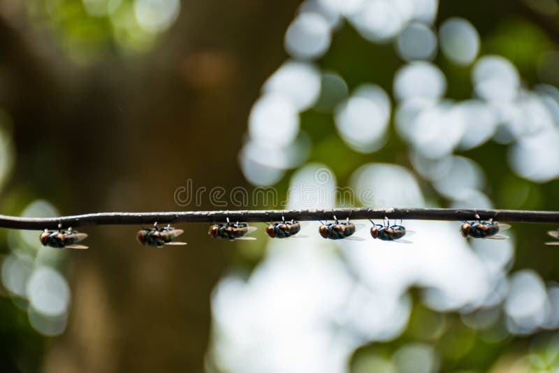 Pattern of House Flies on a String. Stock Image - Image of bokeh ...